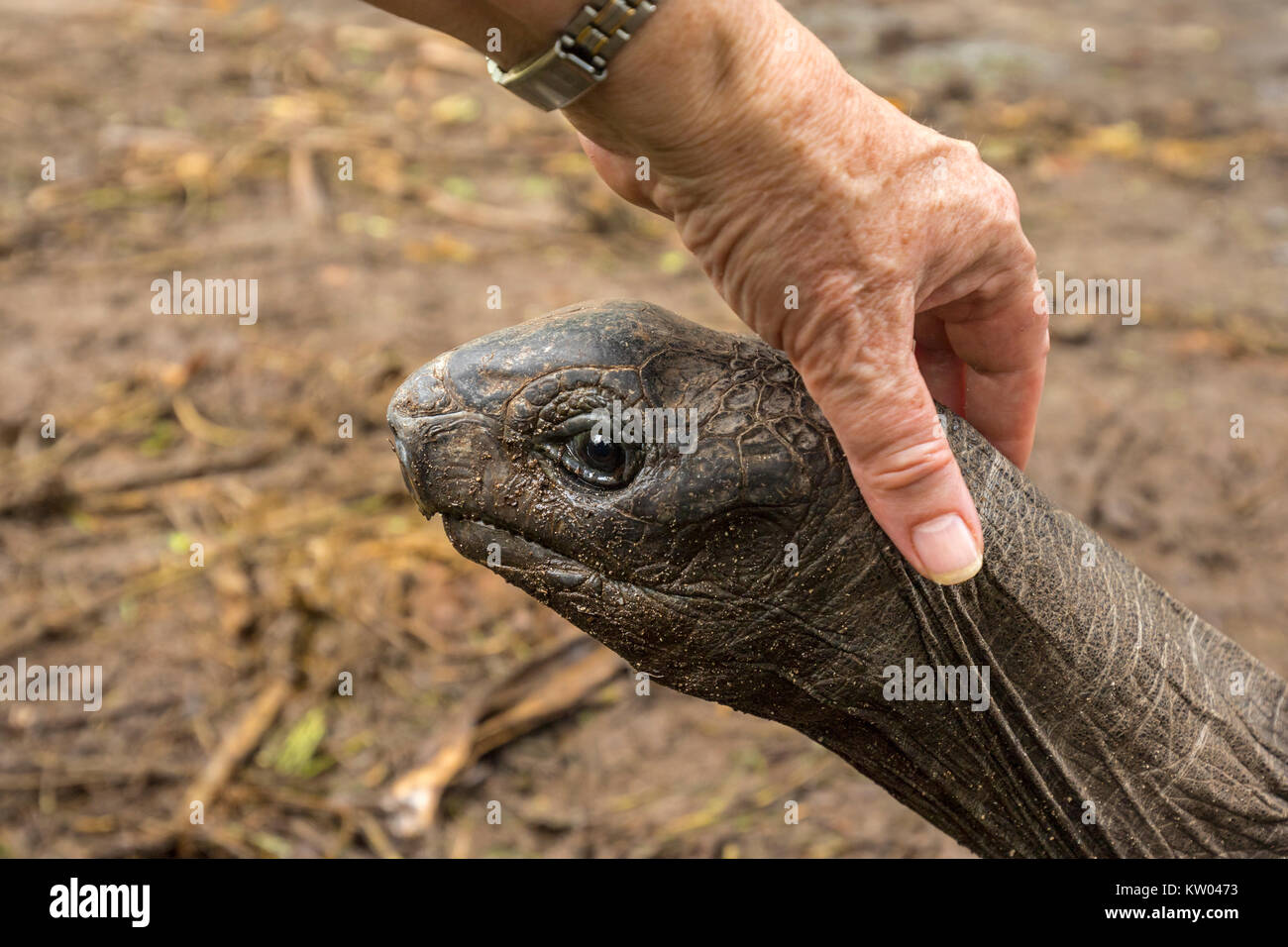 Aldabra giant tortoise (Aldabrachelys gigantea) hand scratching the ...