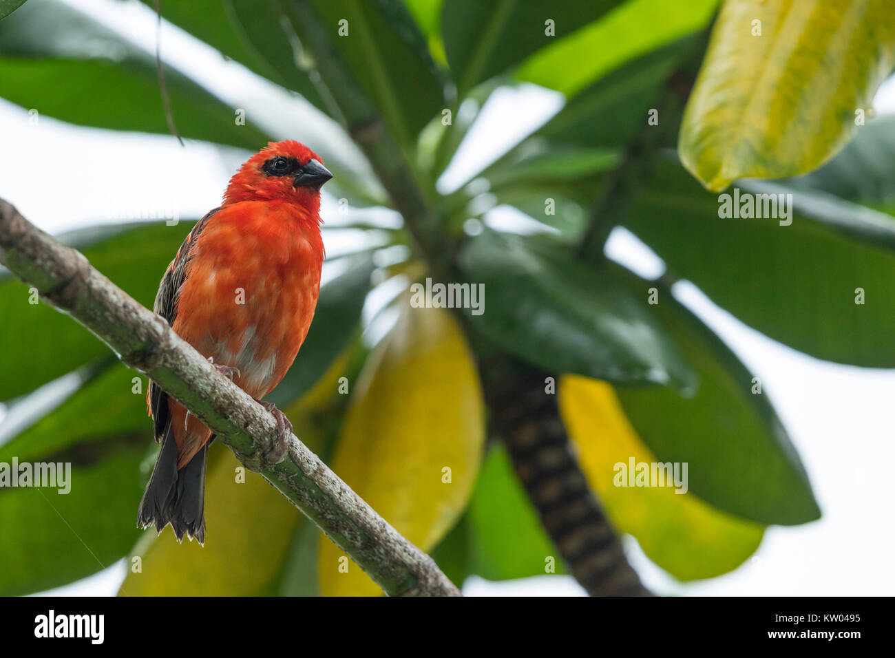 Red Fody (Foudia madagascariensis), Weavers (Ploceidae), Cardinal Fody ...