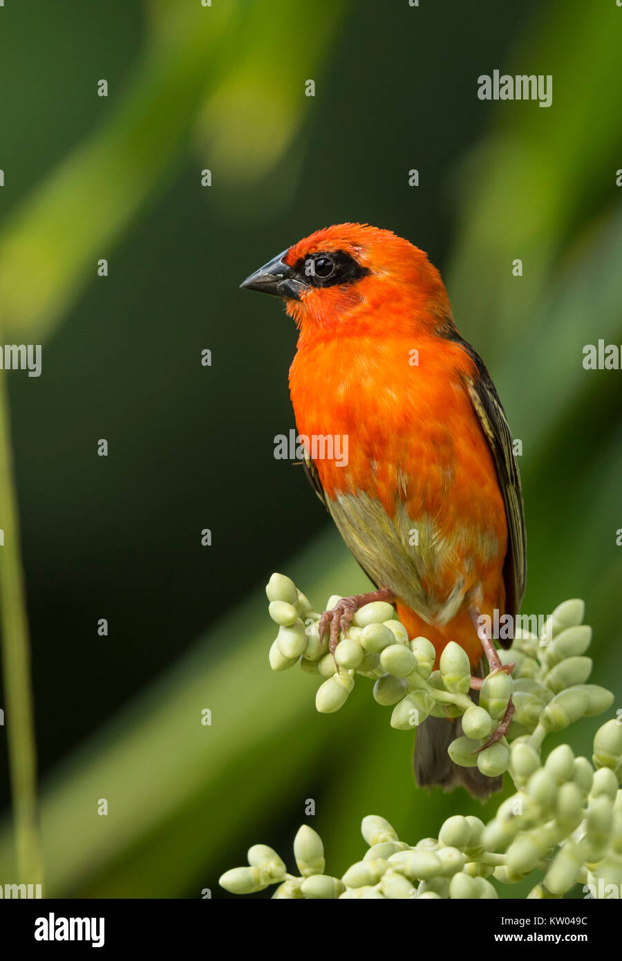 Madagascar weaver bird hi-res stock photography and images - Alamy