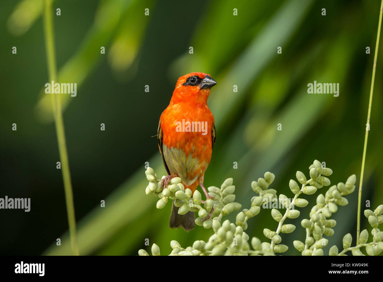 Red Fody (Foudia madagascariensis), Weavers (Ploceidae), Cardinal Fody ...