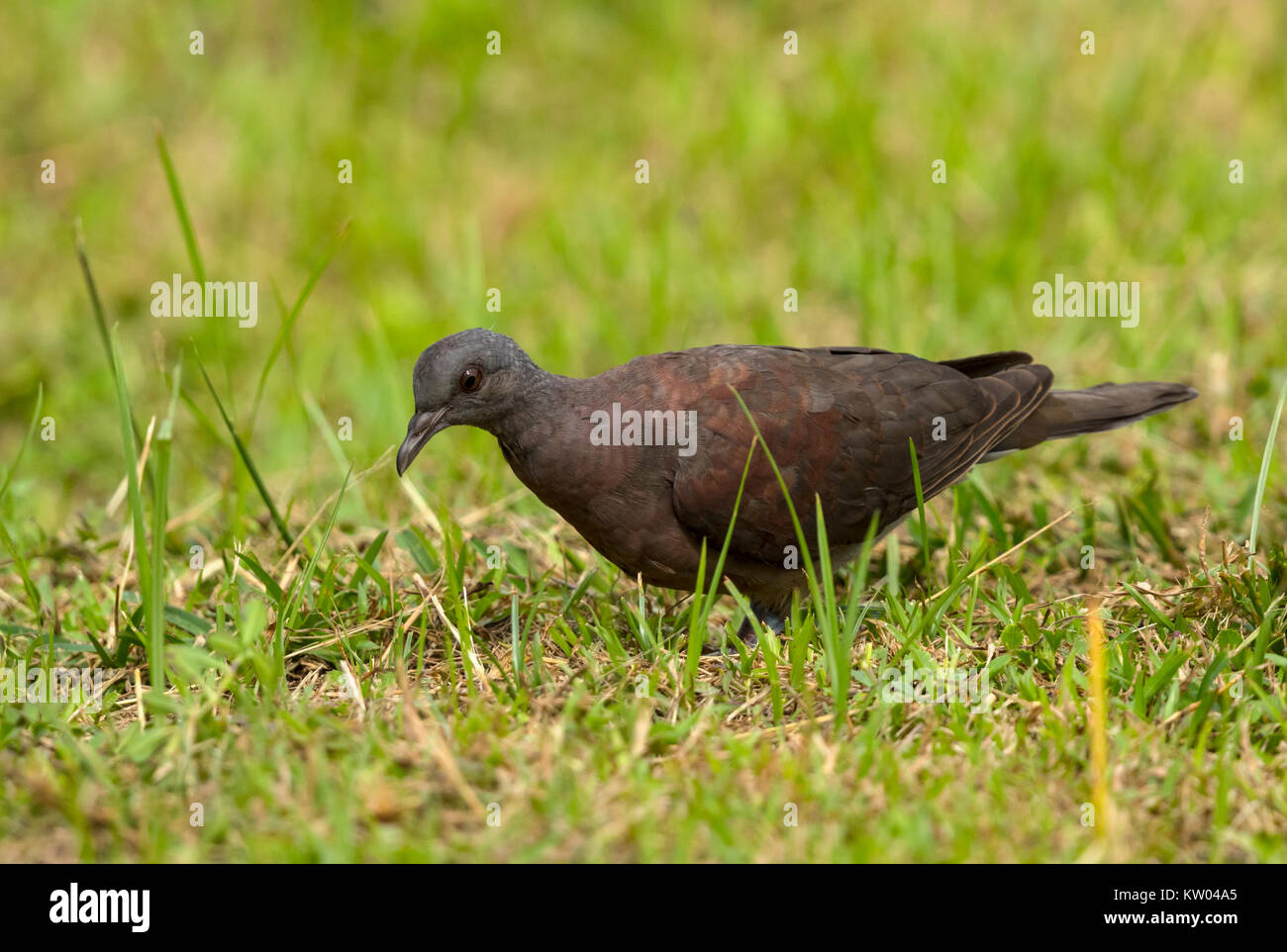 Madagascar Turtle-Dove (Streptopelia picturata) walking on a lane Stock ...