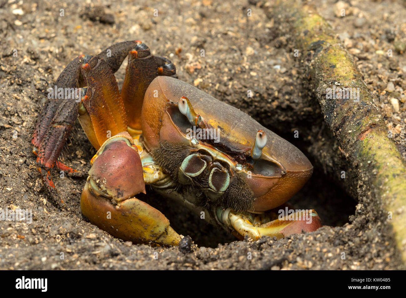 Brown Land Crab (Cardisoma carnifex), Gecarcinidae, Chestnut crab, Red ...