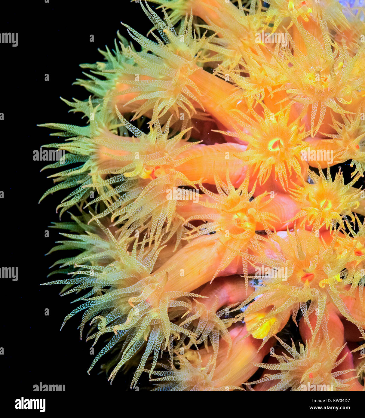 Tubastrea, also known as sun coral or sun polyps, is a genus of coral ...