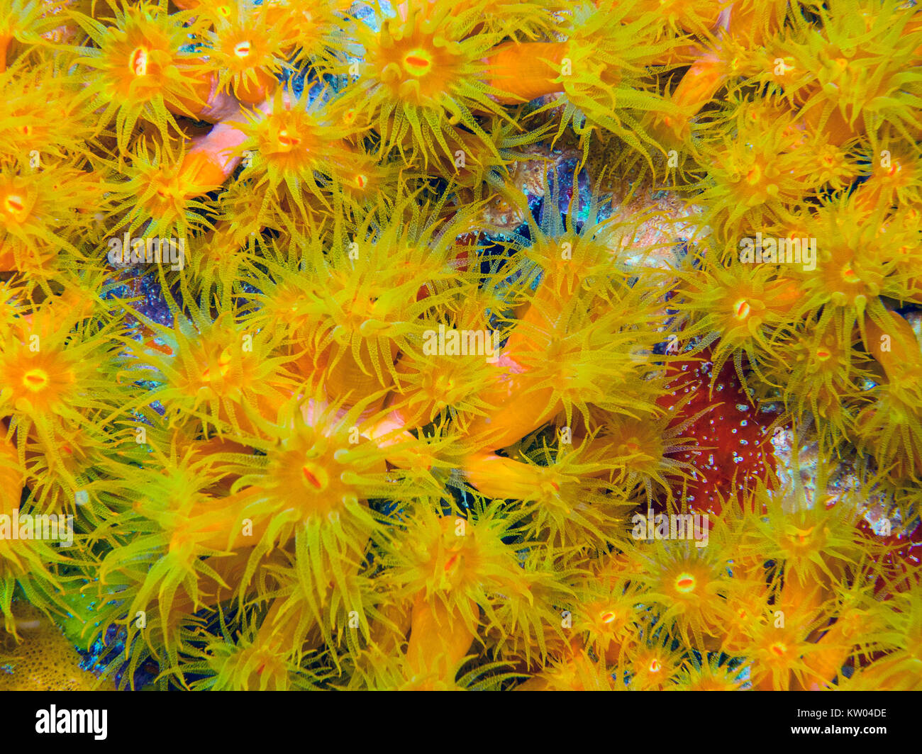 Tubastrea, also known as sun coral or sun polyps, is a genus of coral ...