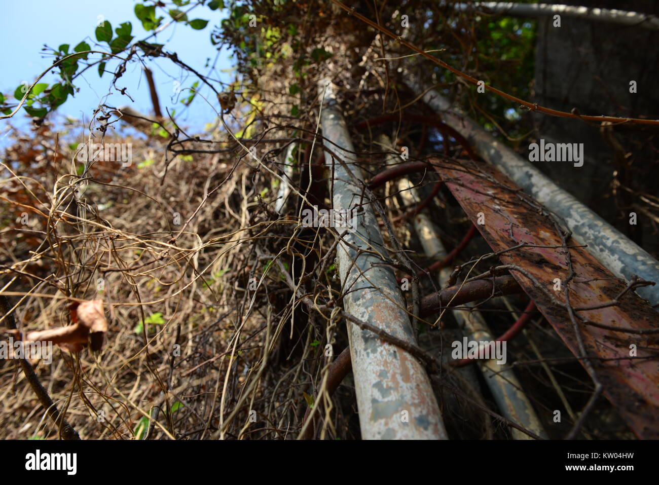 Love everything, life is everything Stock Photo - Alamy