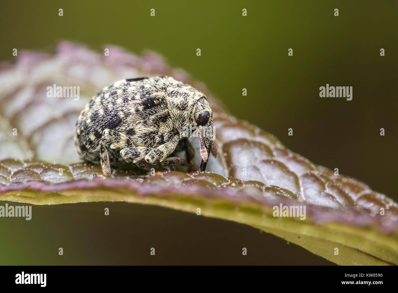 Biodiversity science hi-res stock photography and images - Alamy