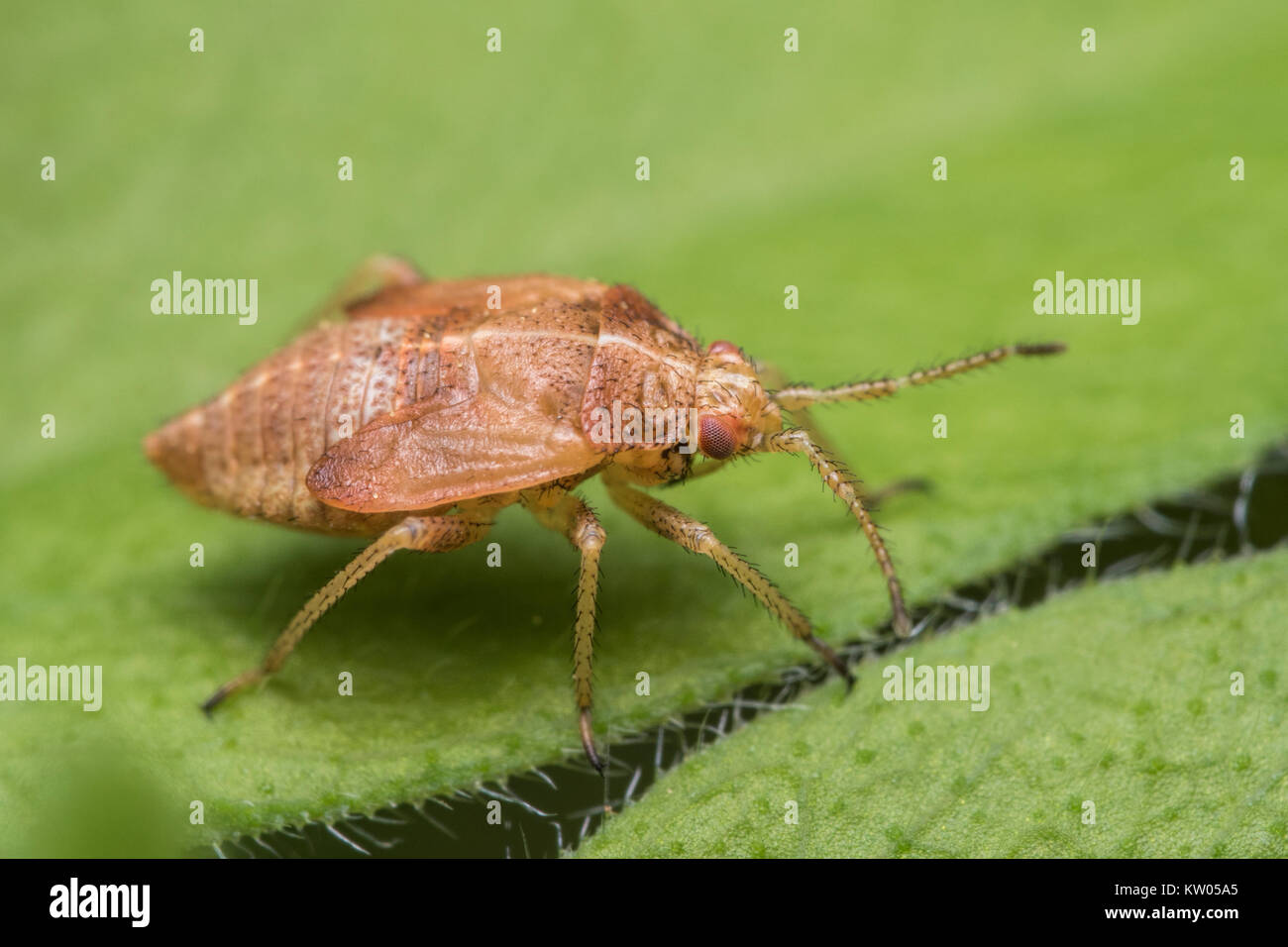 Mirid Bug nymph (Harpocera thoracica) resting on a leaf. Knockgraffon ...