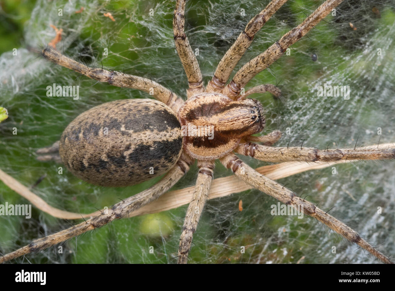 Labryinth Spider (Agelena labyrinthica) dorsal view of adult outside ...