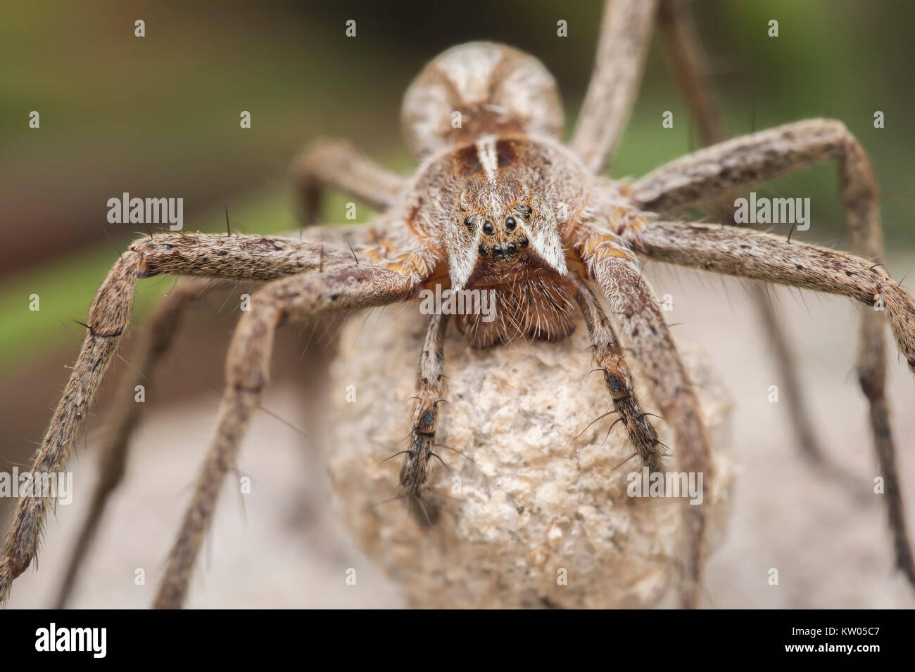 Nursery web spider female hi-res stock photography and images - Alamy