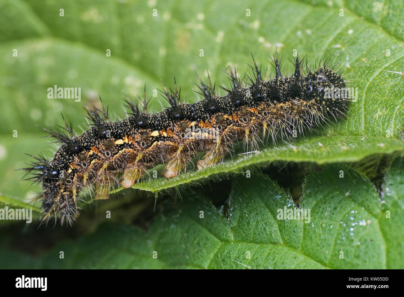 Small Tortoiseshell caterpillar (Aglais urticae) full length side view ...