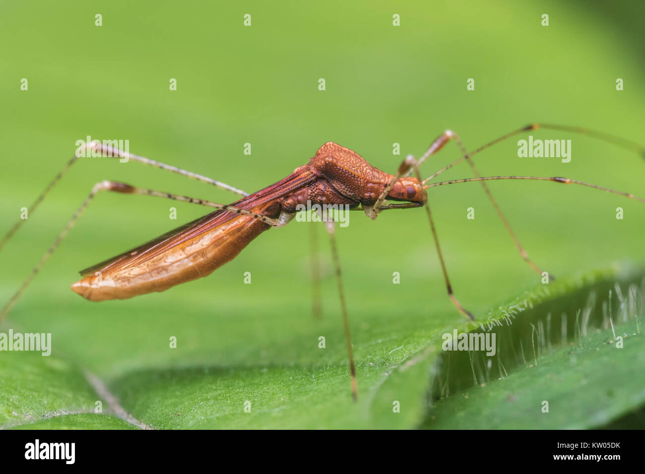 Stilt Bug (Metatropis rufescens) resting on a leaf low down in woodland ...