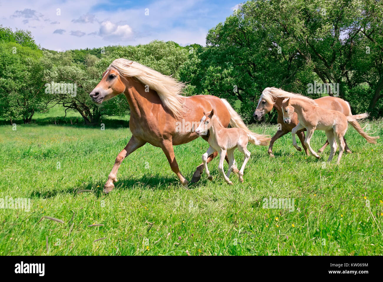 Haflinger mare with frisky foals running together across a pasture in a ...