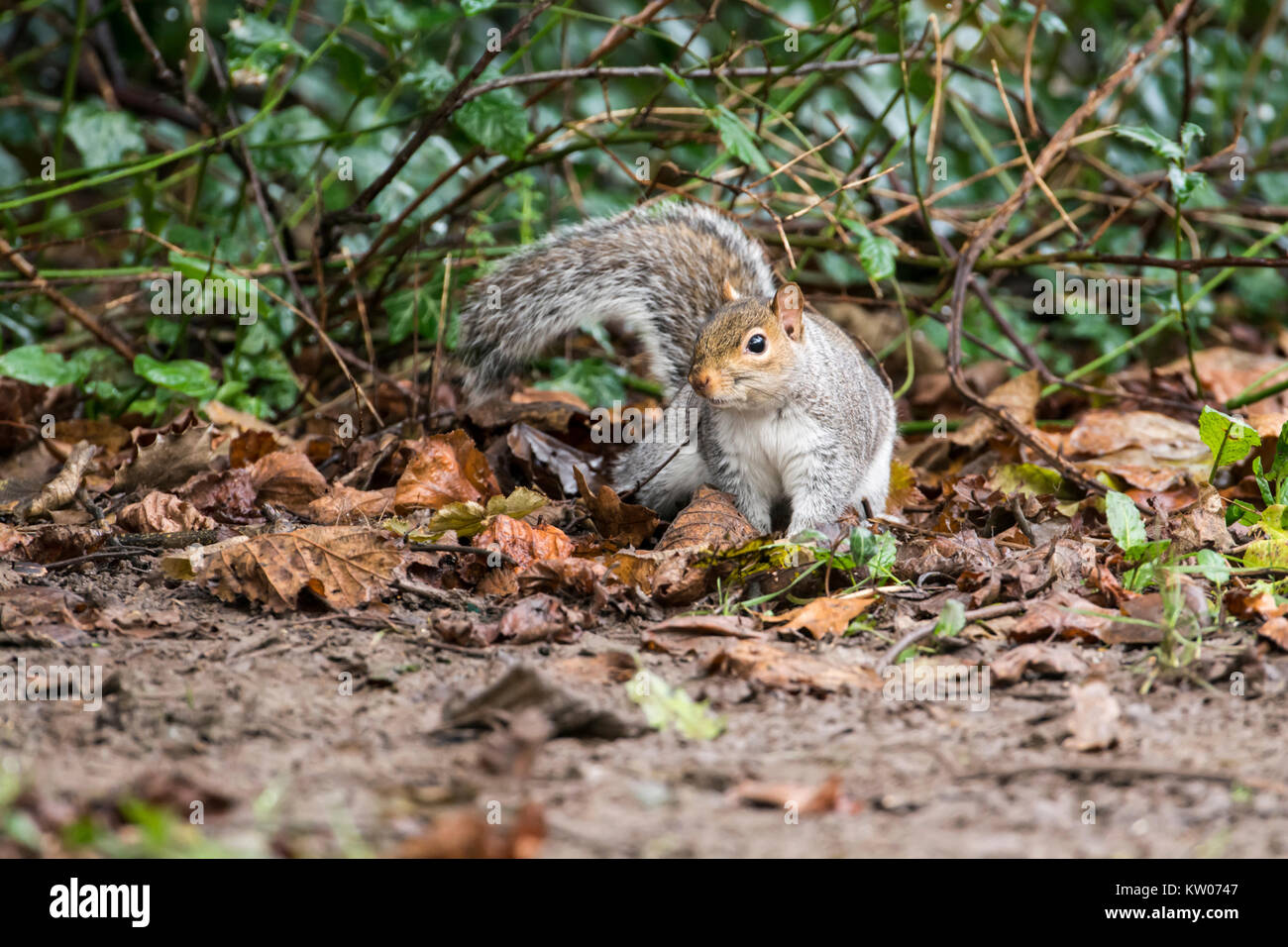 Grey ground squirrel hi-res stock photography and images - Alamy