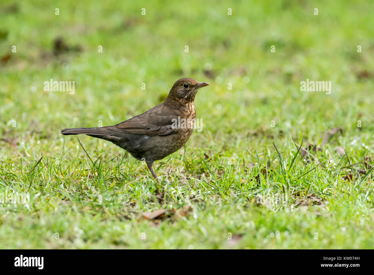 Female blackbird hi-res stock photography and images - Alamy