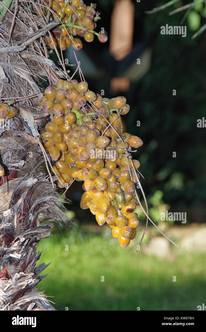Grape like plant hi-res stock photography and images - Alamy