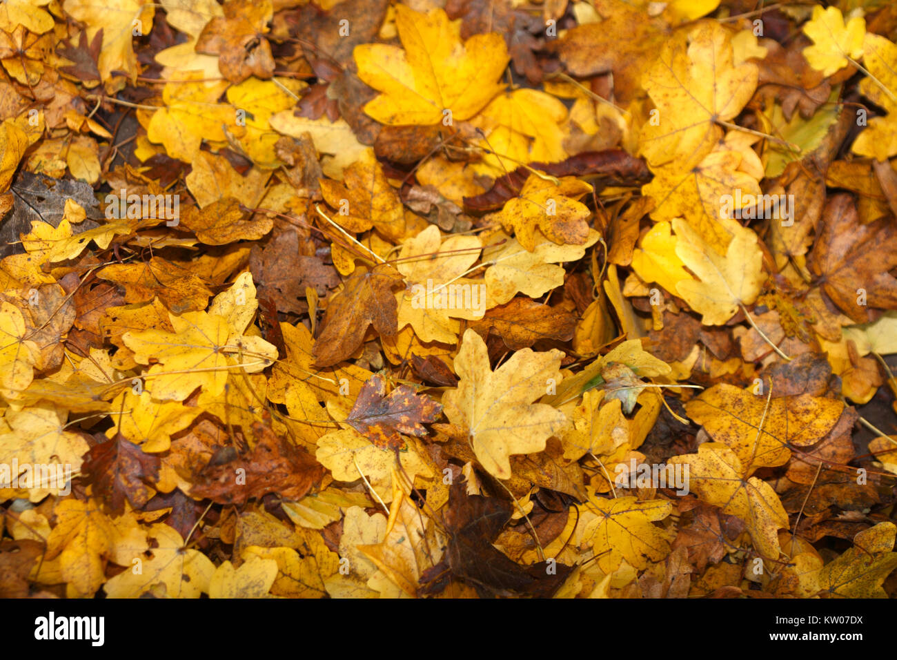 yellow maple Leaves, colorful Autumn Leaves Stock Photo - Alamy