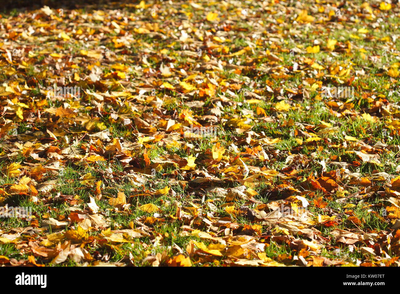 Medow background hi-res stock photography and images - Alamy