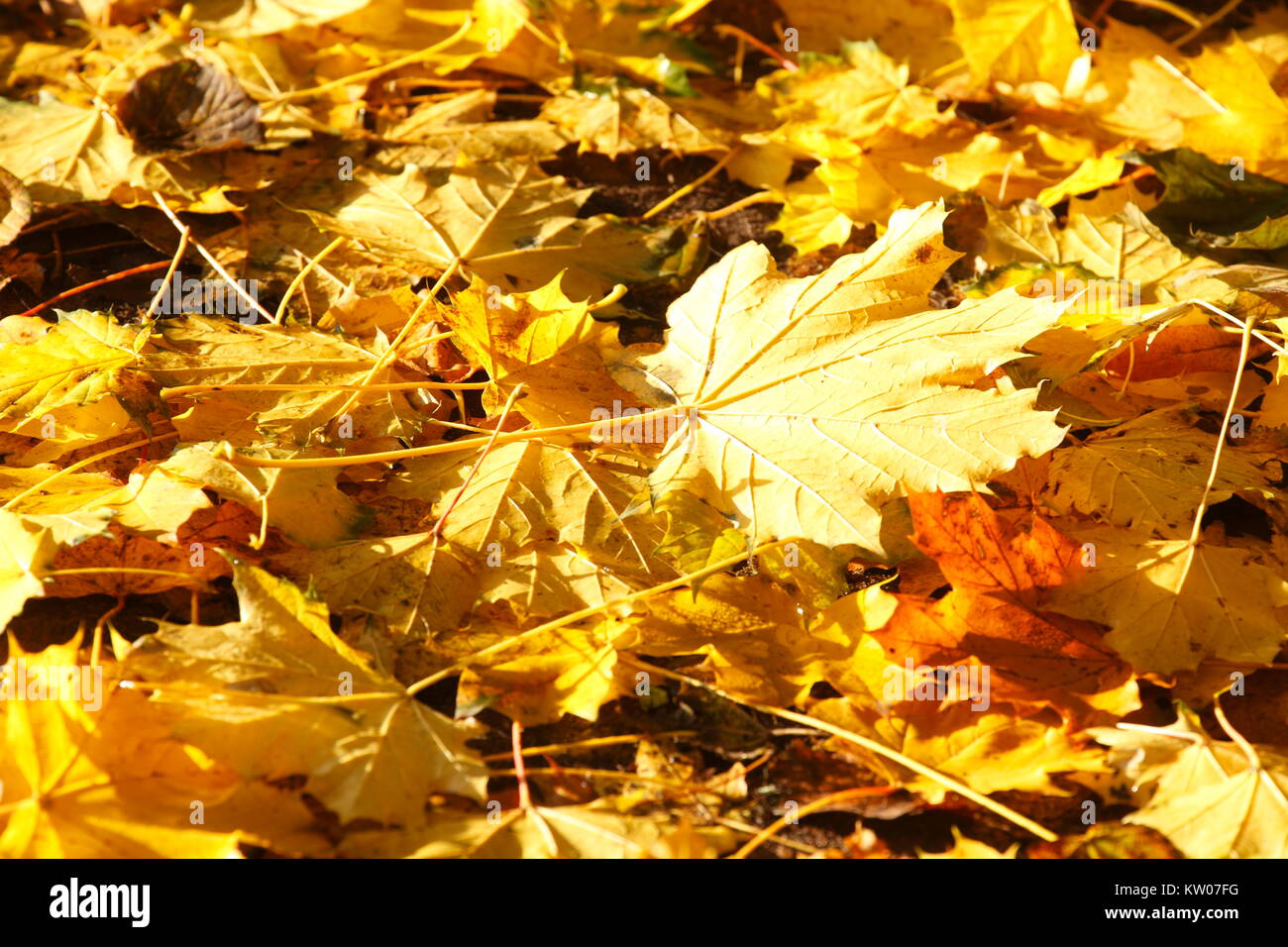 yellow maple Leaves, colorful Autumn Leaves Stock Photo - Alamy