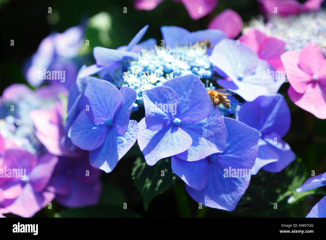 Blossoming blue hydrangera flowers in garden Stock Photo - Alamy
