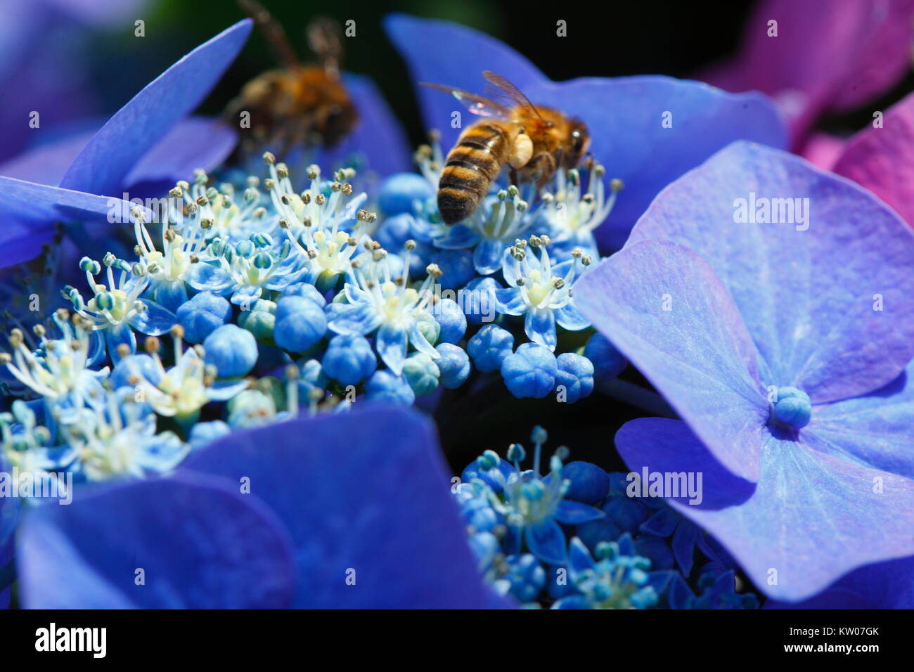 Blossoming blue hydrangera flowers in garden Stock Photo - Alamy