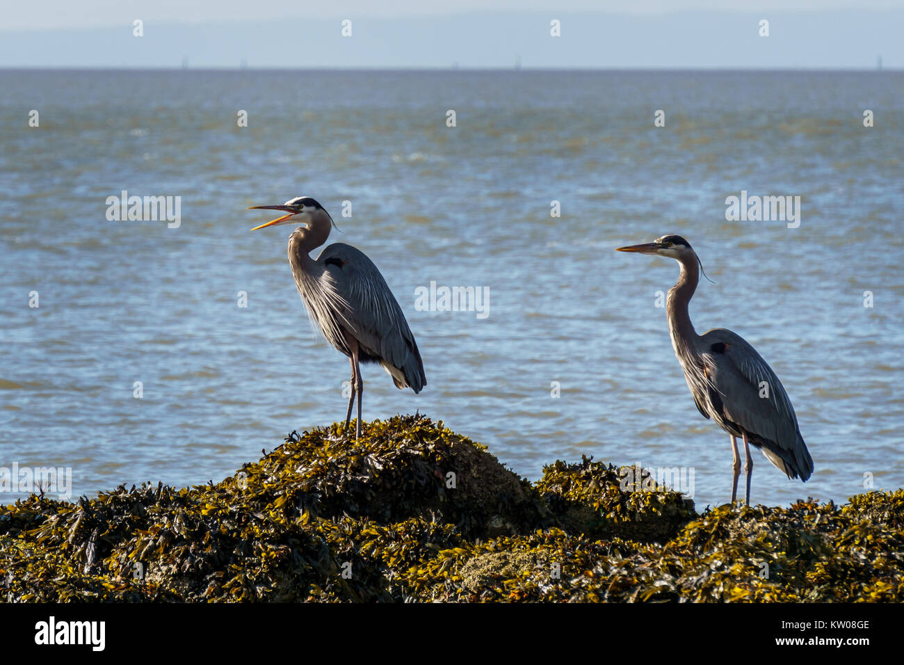 Great Blue Heron on the ocean coast resting Stock Photo - Alamy