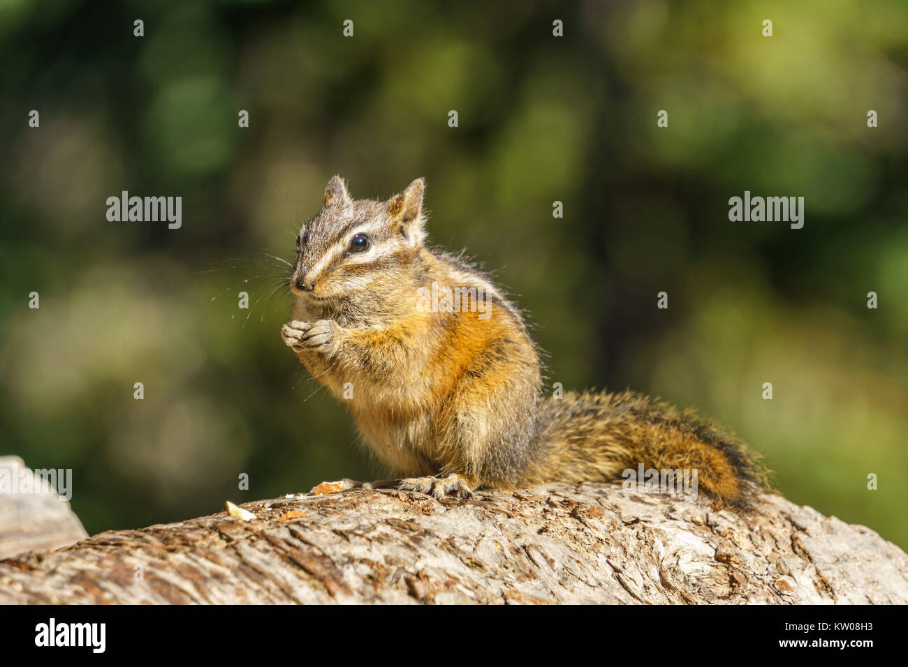 Little chipmank on the rock in the forest Stock Photo - Alamy
