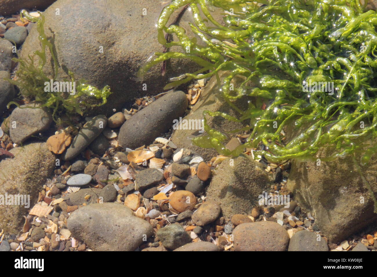 view into a rock pool with shells, pebbles and seaweed, Gwynedd North ...