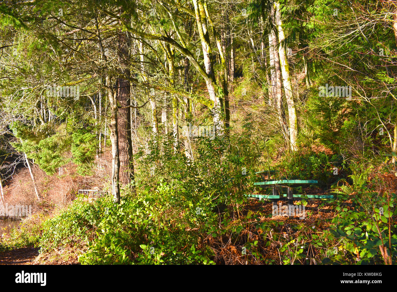 A picnic bench in the forest at Lake Samish Park in Bellingham, WA, USA ...
