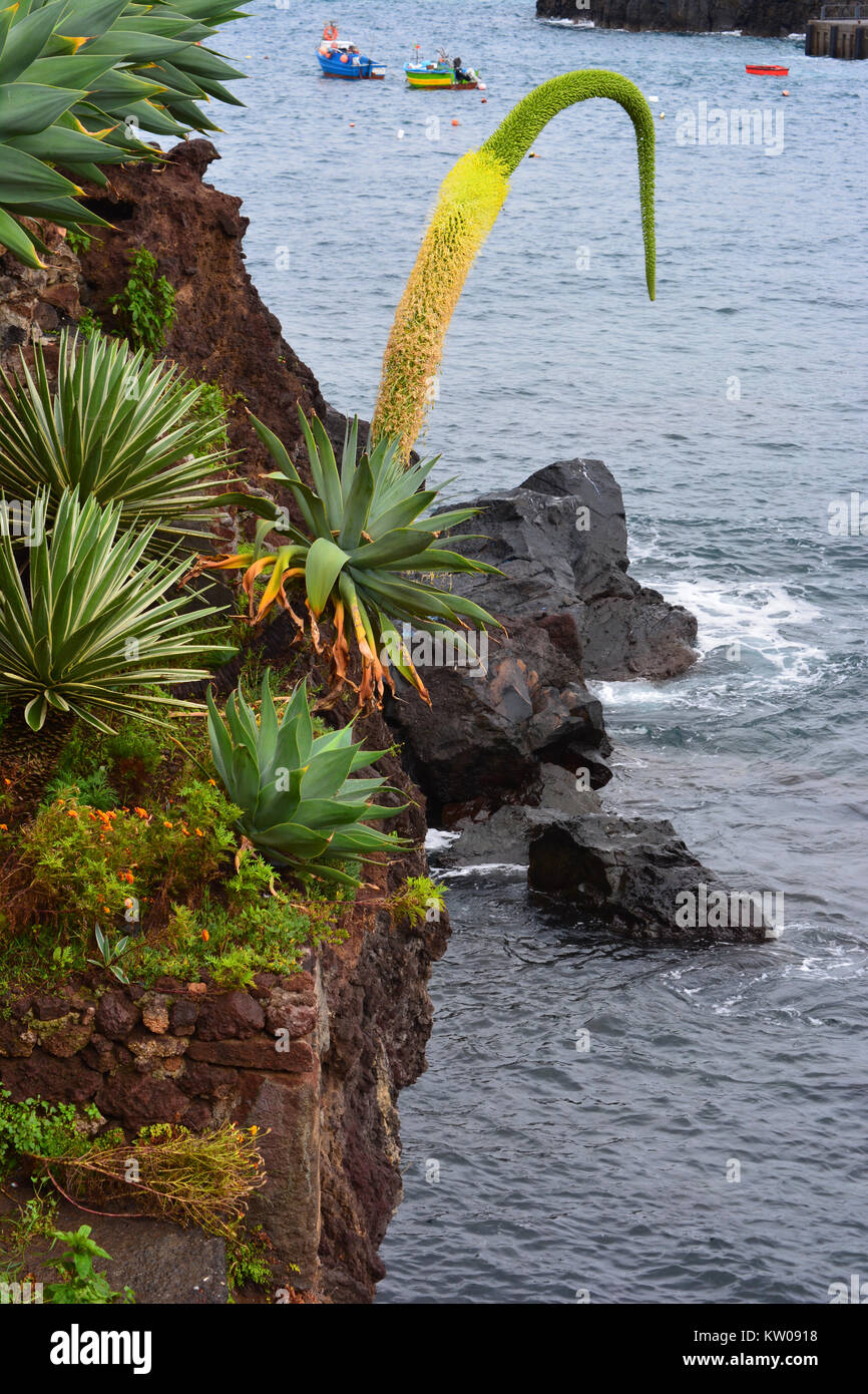 Agave attenuata, or Swan's neck agave growing in the cliff base at ...