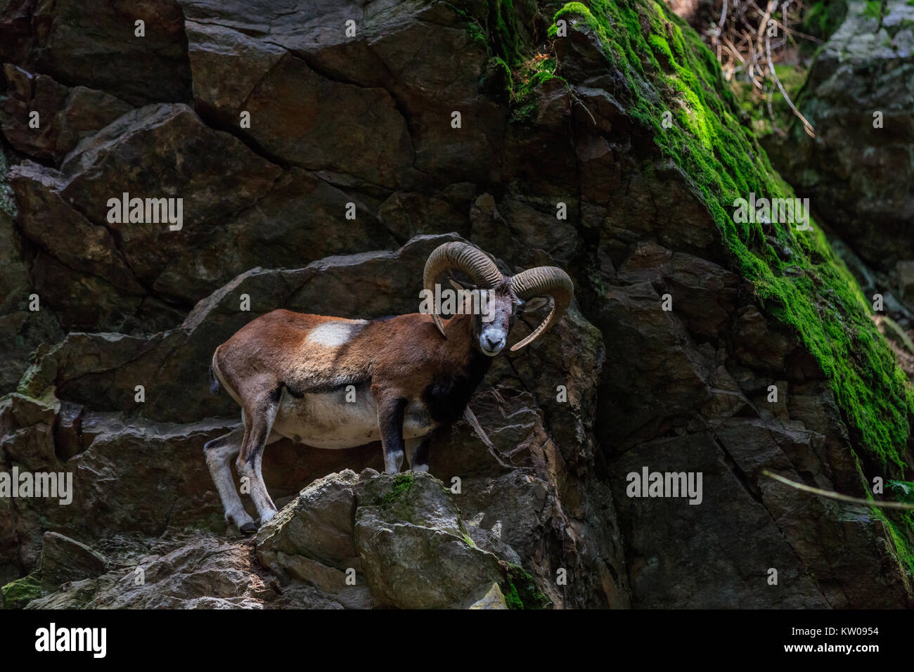 the mouflon (Ovis musimon) in Merlet Animal Park. Chamonix, France ...