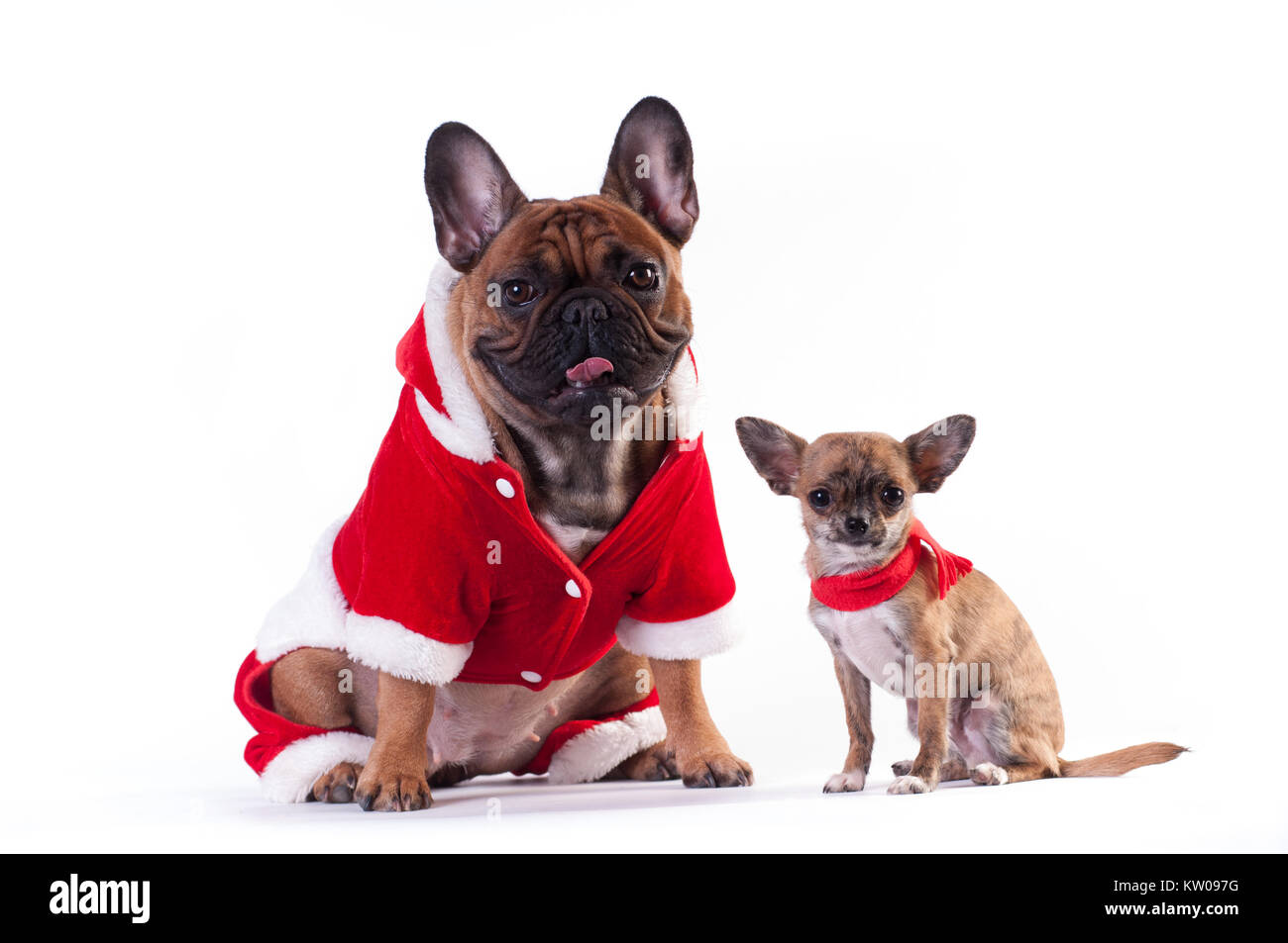 Two Dogs In Santa Suit High Resolution Stock Photography and Images - Alamy