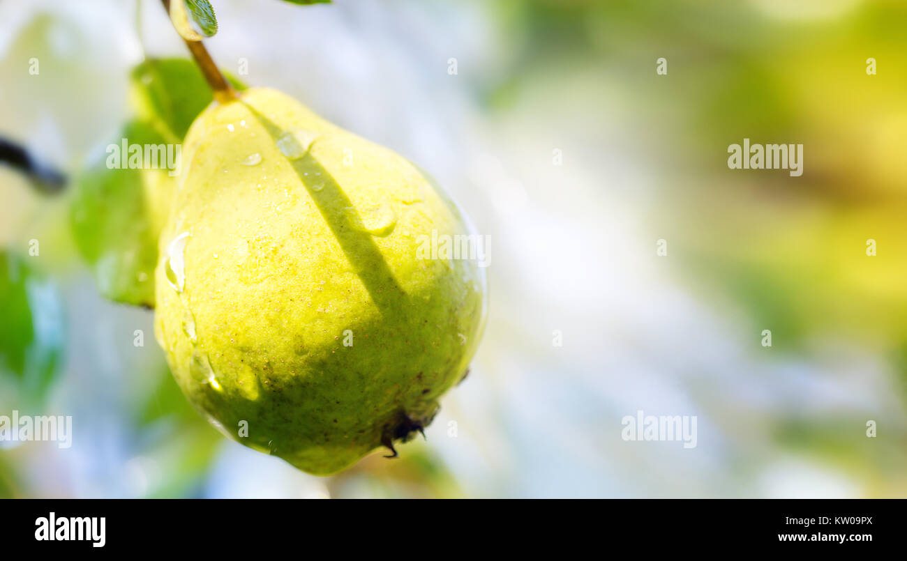 Water Pear Tree Leaf High Resolution Stock Photography and Images - Alamy
