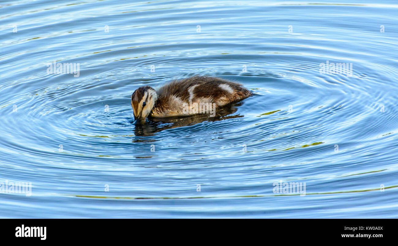 Duckling is a young duck hi-res stock photography and images - Alamy