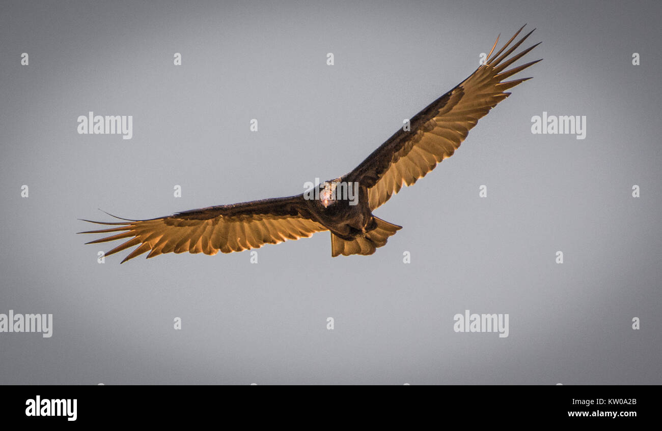 Vulture wings hi-res stock photography and images - Alamy