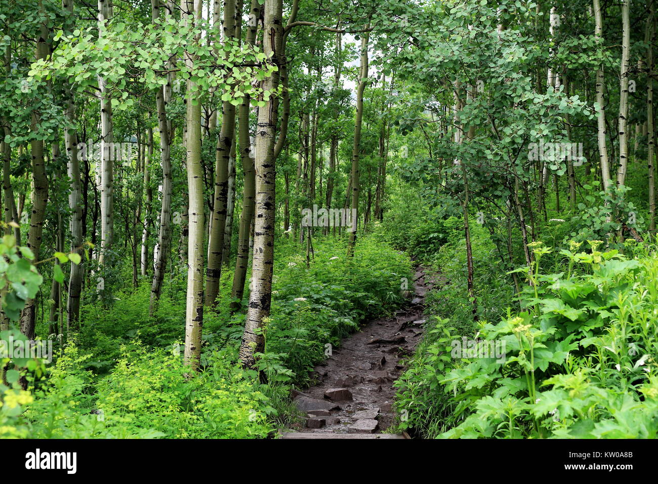 Muddy trail through a beautiful forest. Summer landscape Stock Photo ...