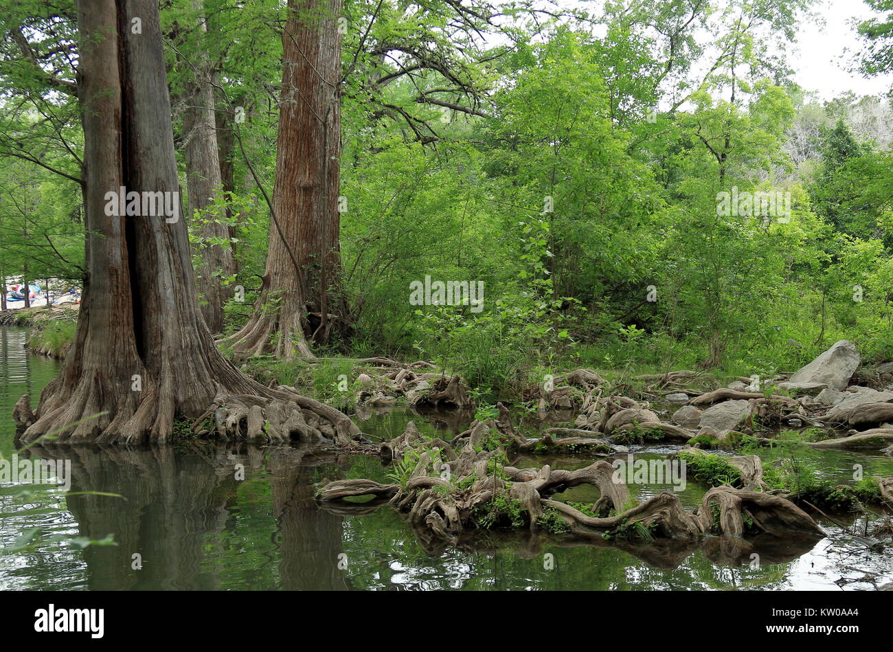 Tree trunks and roots in the water. Krause Springs park near Austin ...