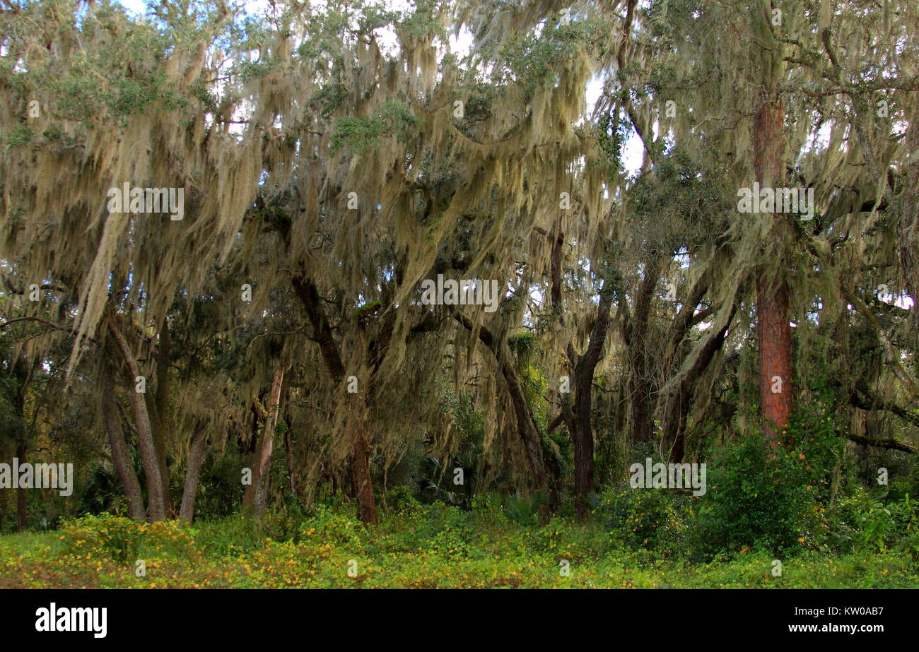 Moss draped tree hi-res stock photography and images - Alamy