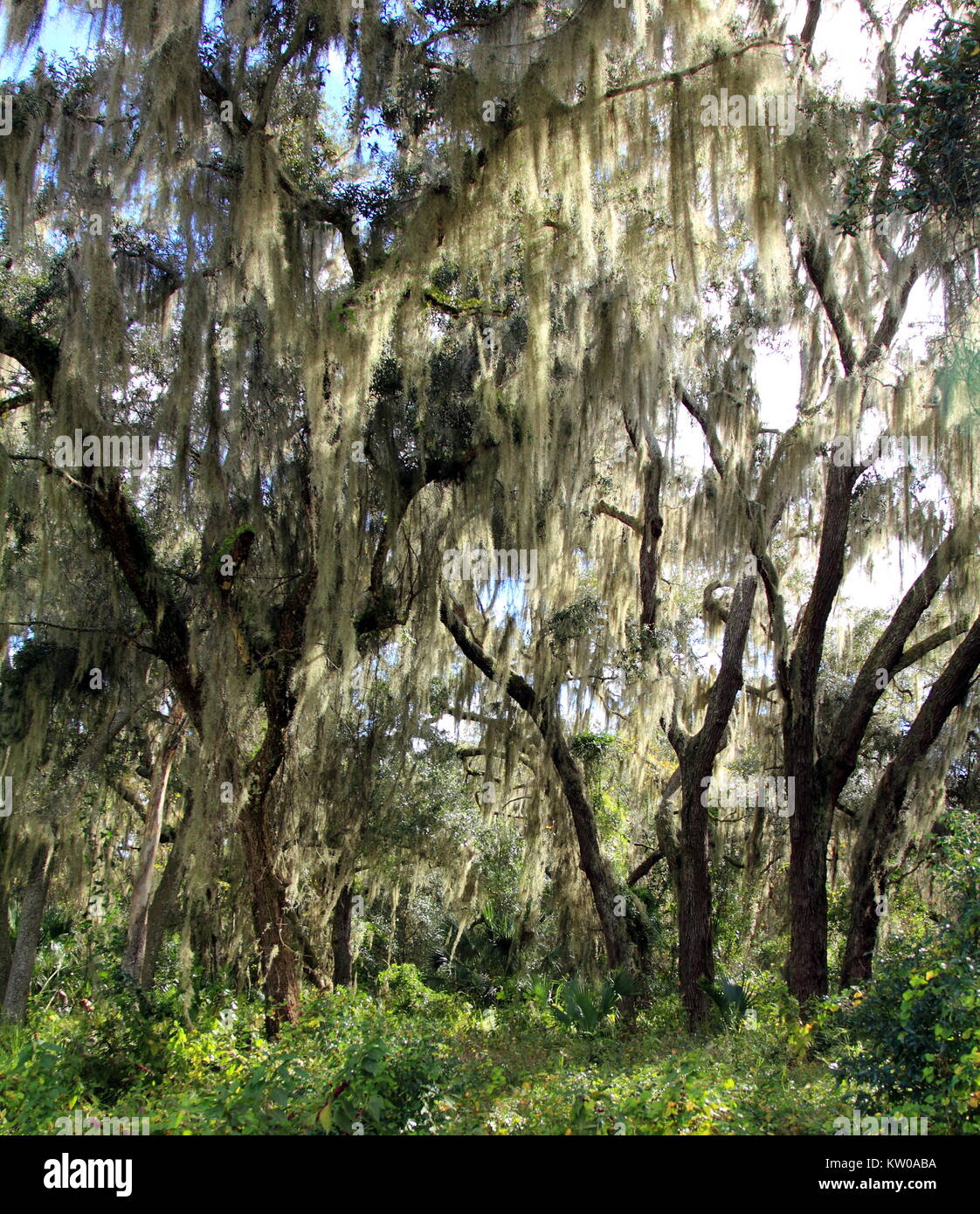 Tree draped with spanish moss hi-res stock photography and images - Alamy