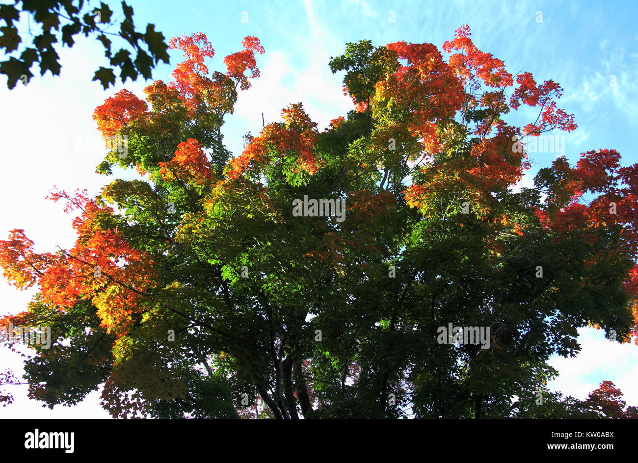 Red fall leaf on rock hi-res stock photography and images - Alamy