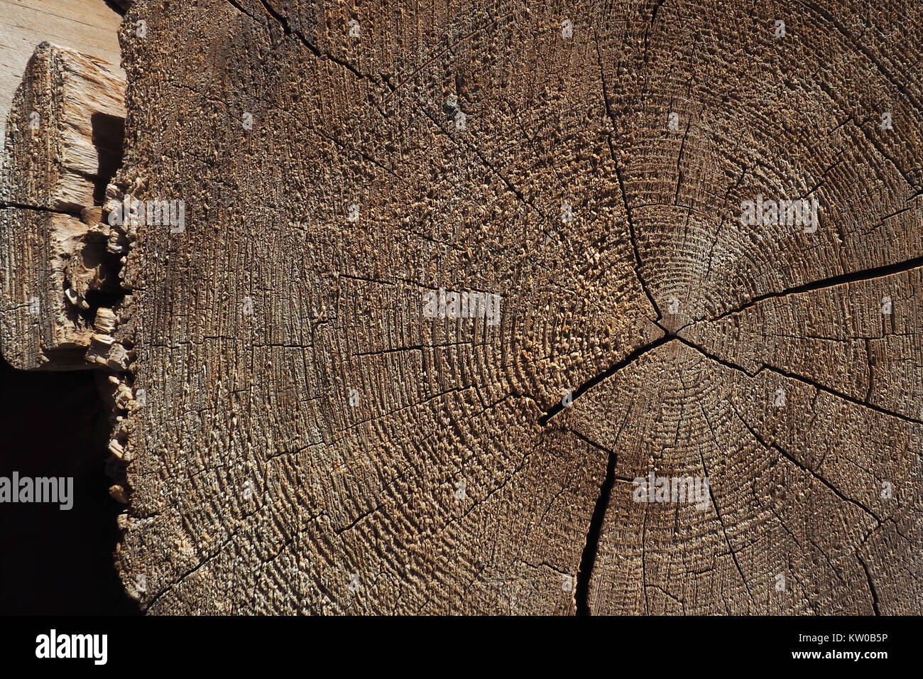 Rounded transverse section of an old large tree, with longitudinal ...