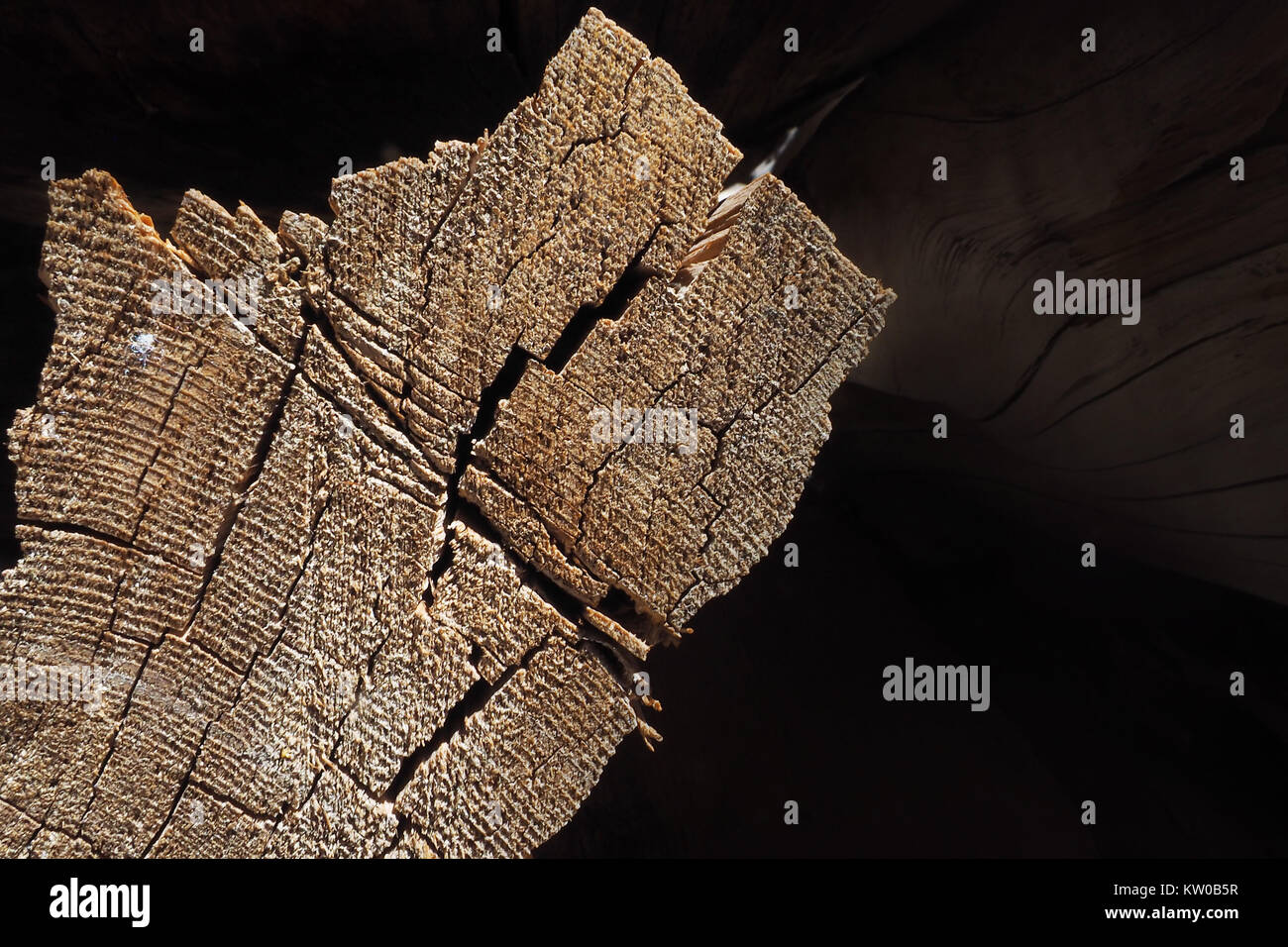 Fragment of the transverse section of the old dry tree trunk on a black ...