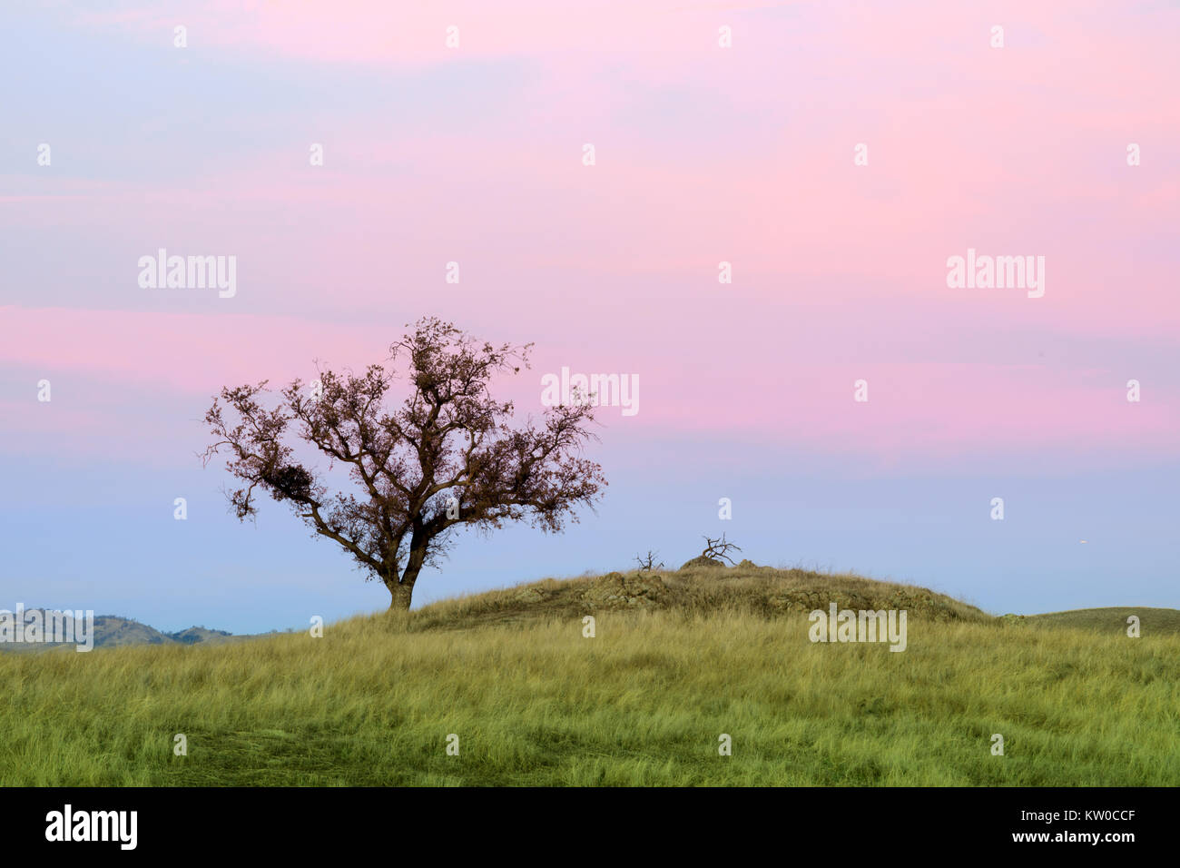 Lone Oak Tree Sunset Stock Photo - Alamy