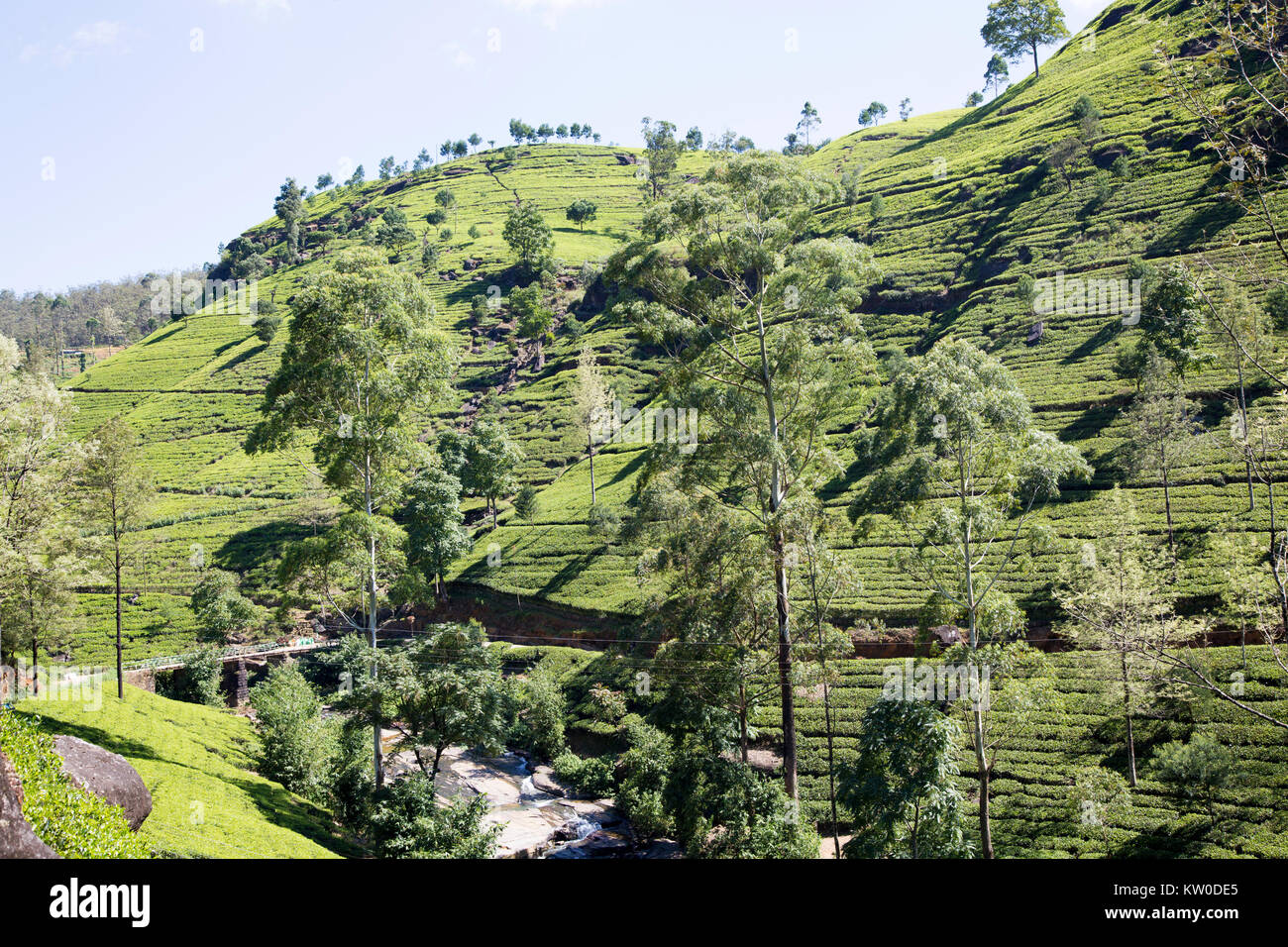 Mackwoods tea estate, Nuwara Eliya, Central Province, Sri Lanka, Asia ...