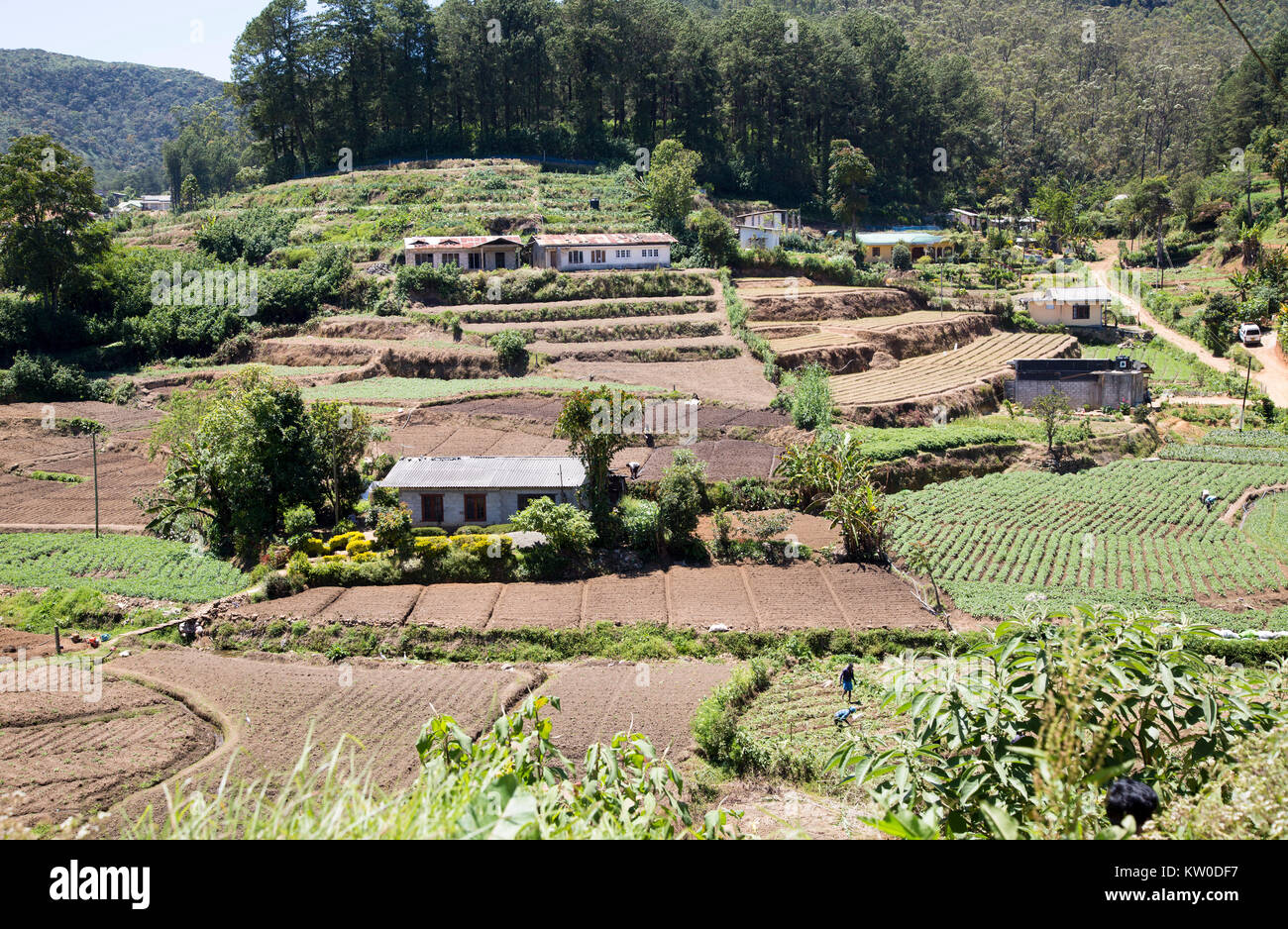 Intensive subsistence farming hi-res stock photography and images - Alamy