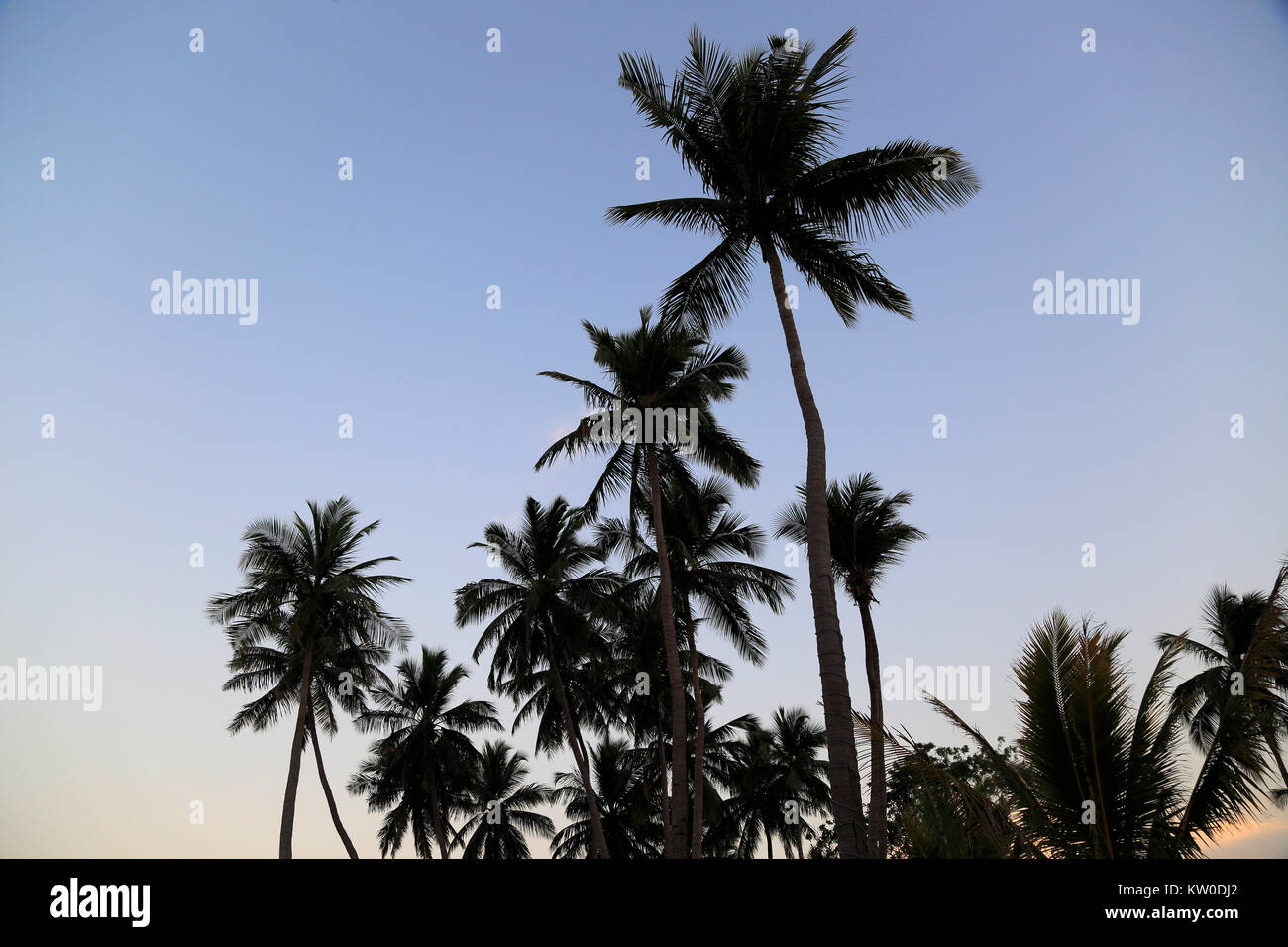Coconut Growing Areas In Sri Lanka at Alden Johnson blog