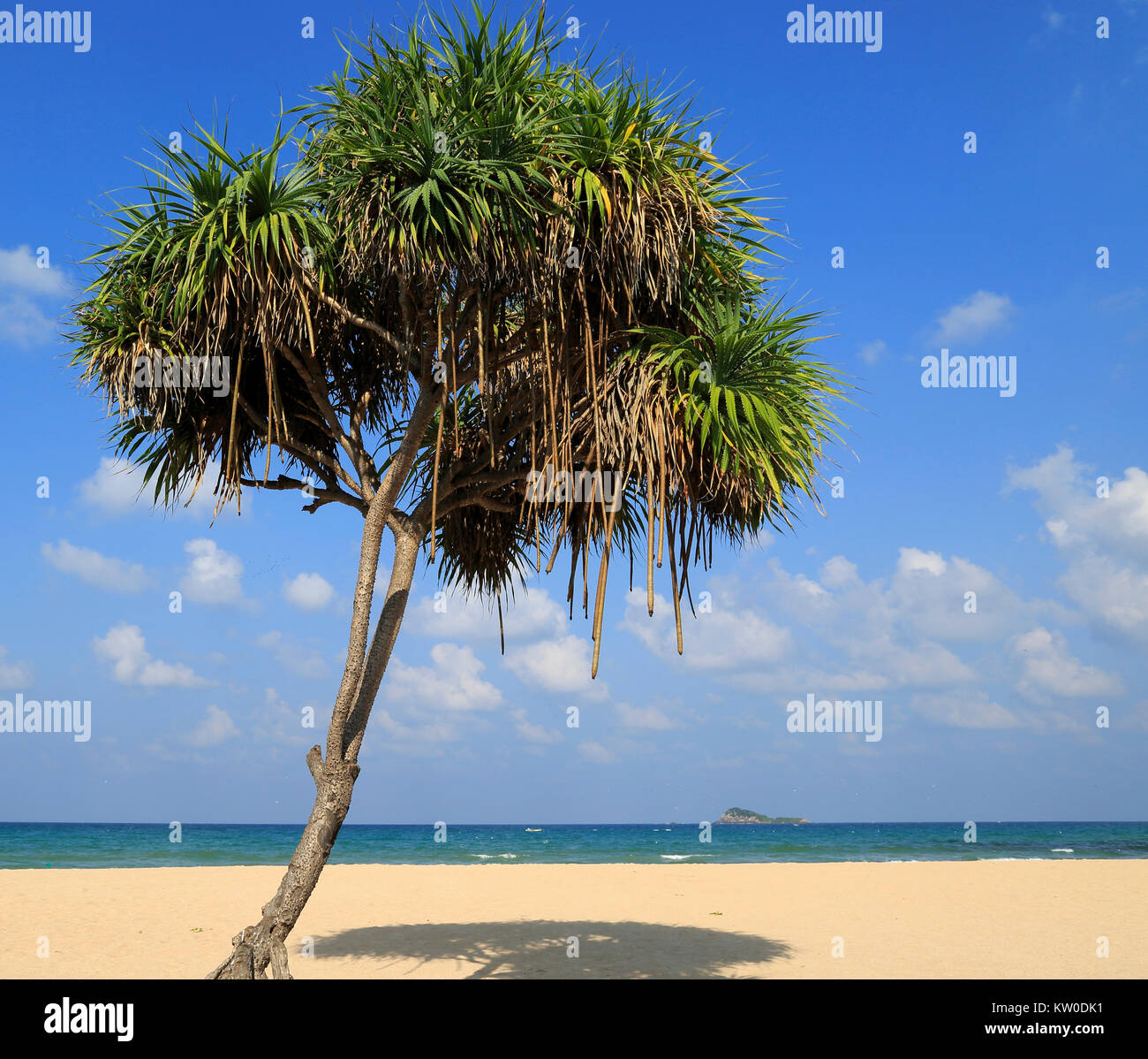 Pandanus Palm Stock Photos & Pandanus Palm Stock Images - Alamy