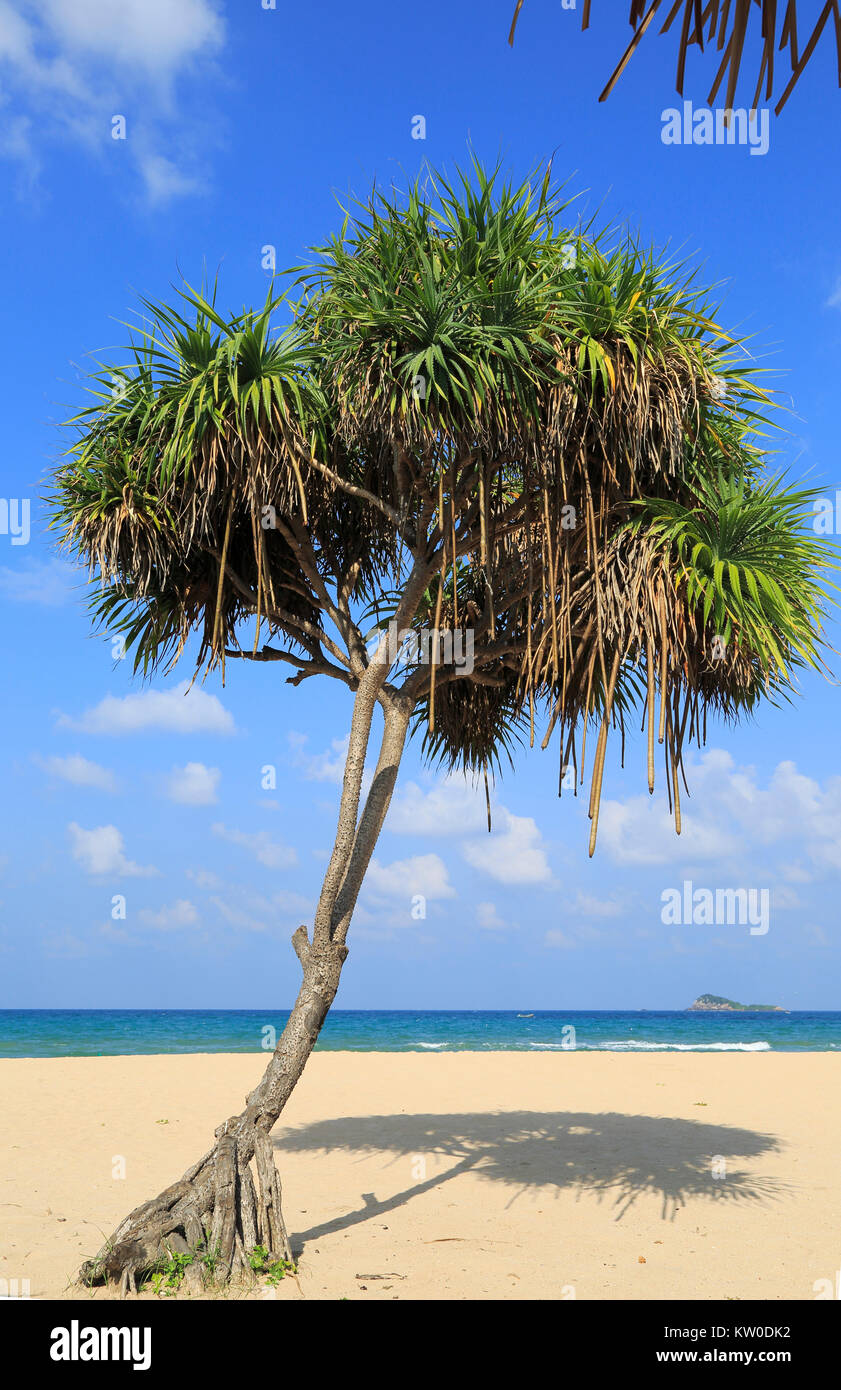 Pandanus Palm High Resolution Stock Photography and Images - Alamy