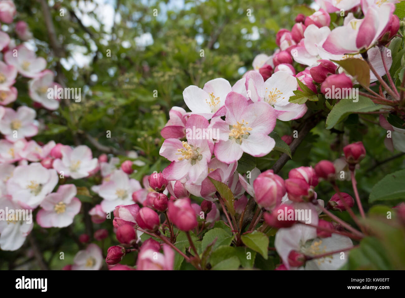 Native Apple, Malus domestica, in flower. England. United Kingdom Stock ...