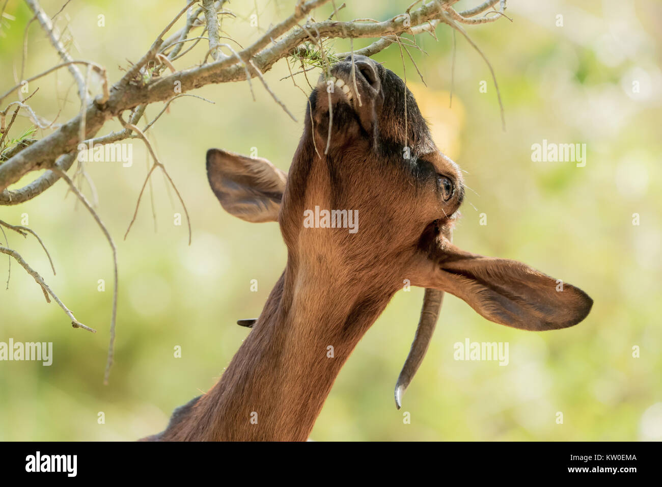 Goat nobody jump hi-res stock photography and images - Alamy