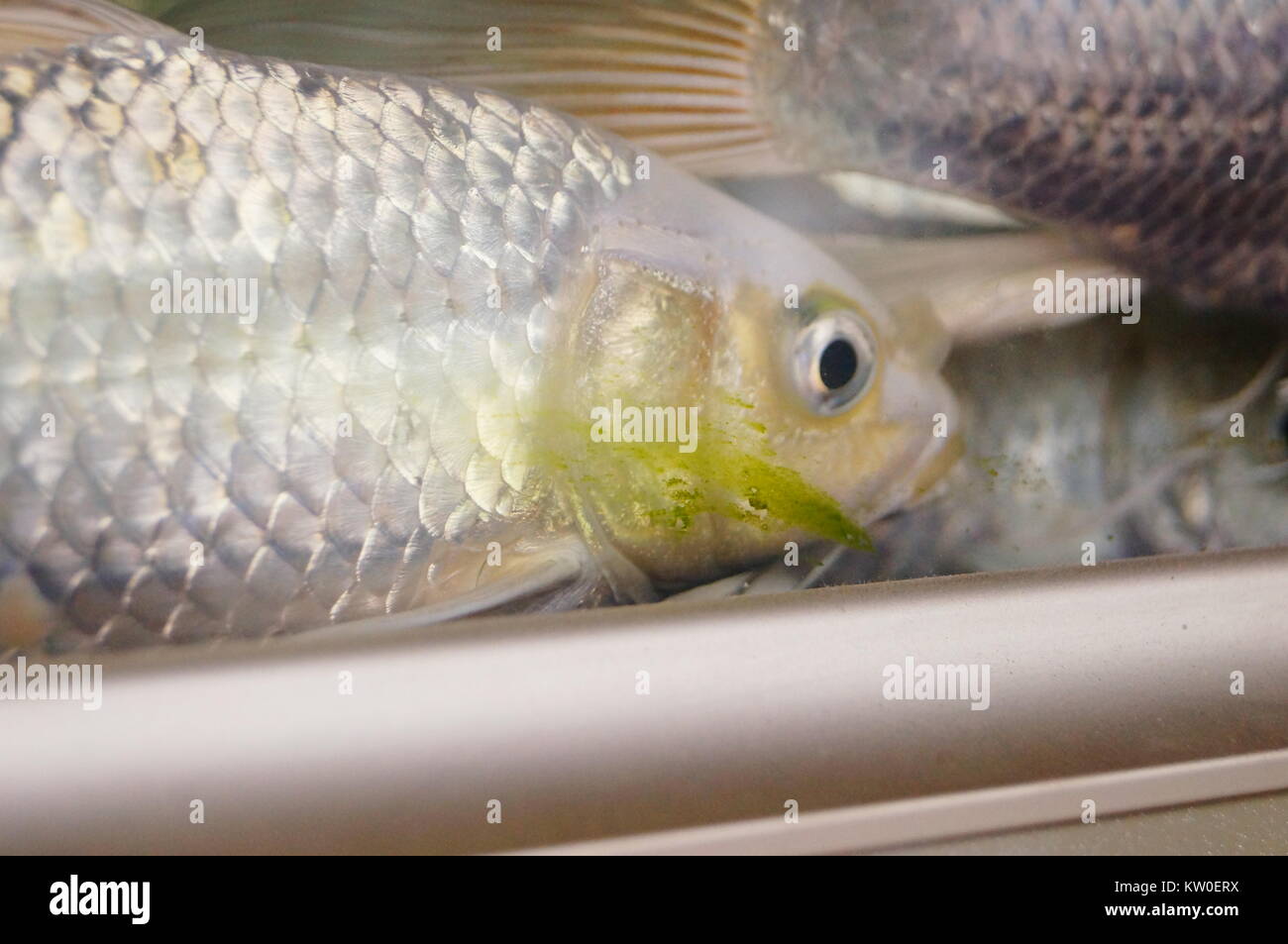 Underwater view of fish in fishtank Stock Photo - Alamy